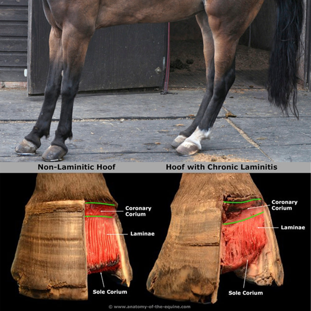 Let's talk Laminitis... - Hook Norton Veterinary Group